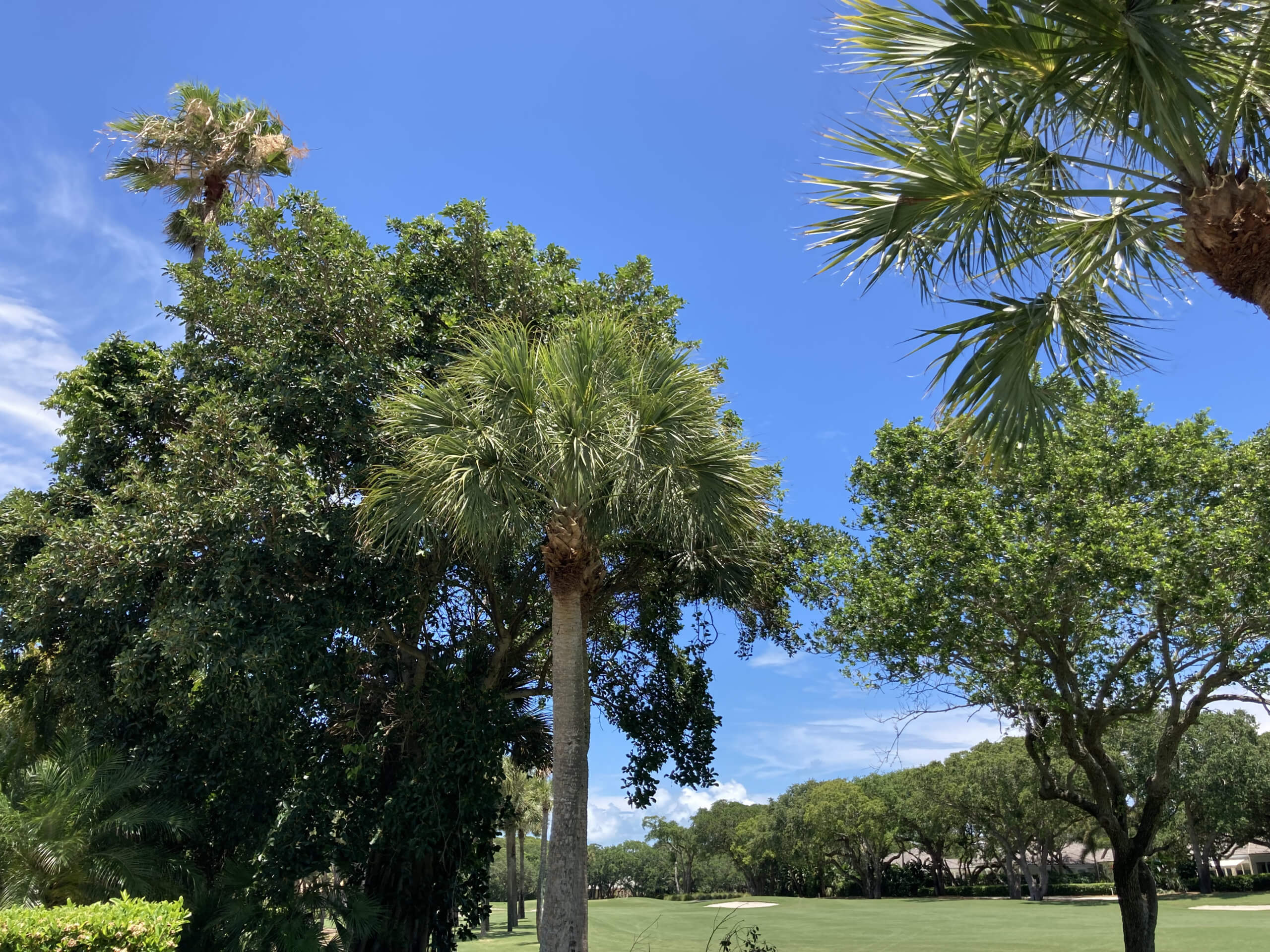Florida Tree Care Essentials: Tips For Maintenance - Optimum Tree Care